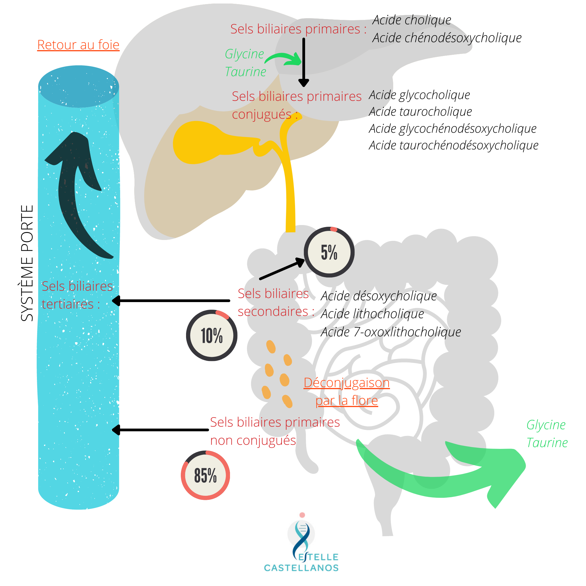 Les symptômes d’un manque de bile – et les solutions d’une ...